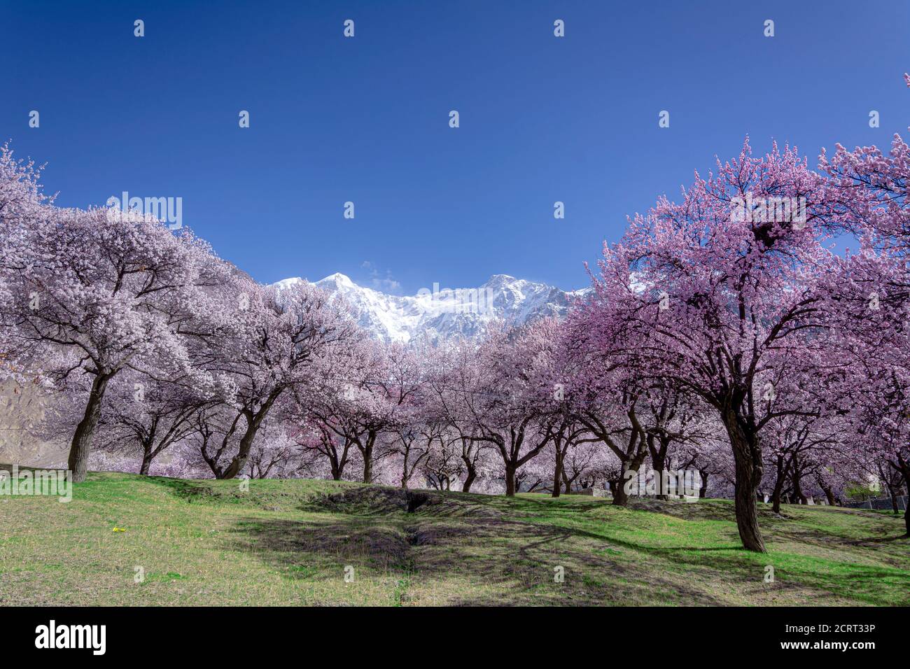 land scape photography od spring , cherry blossom and apricot blossom ...