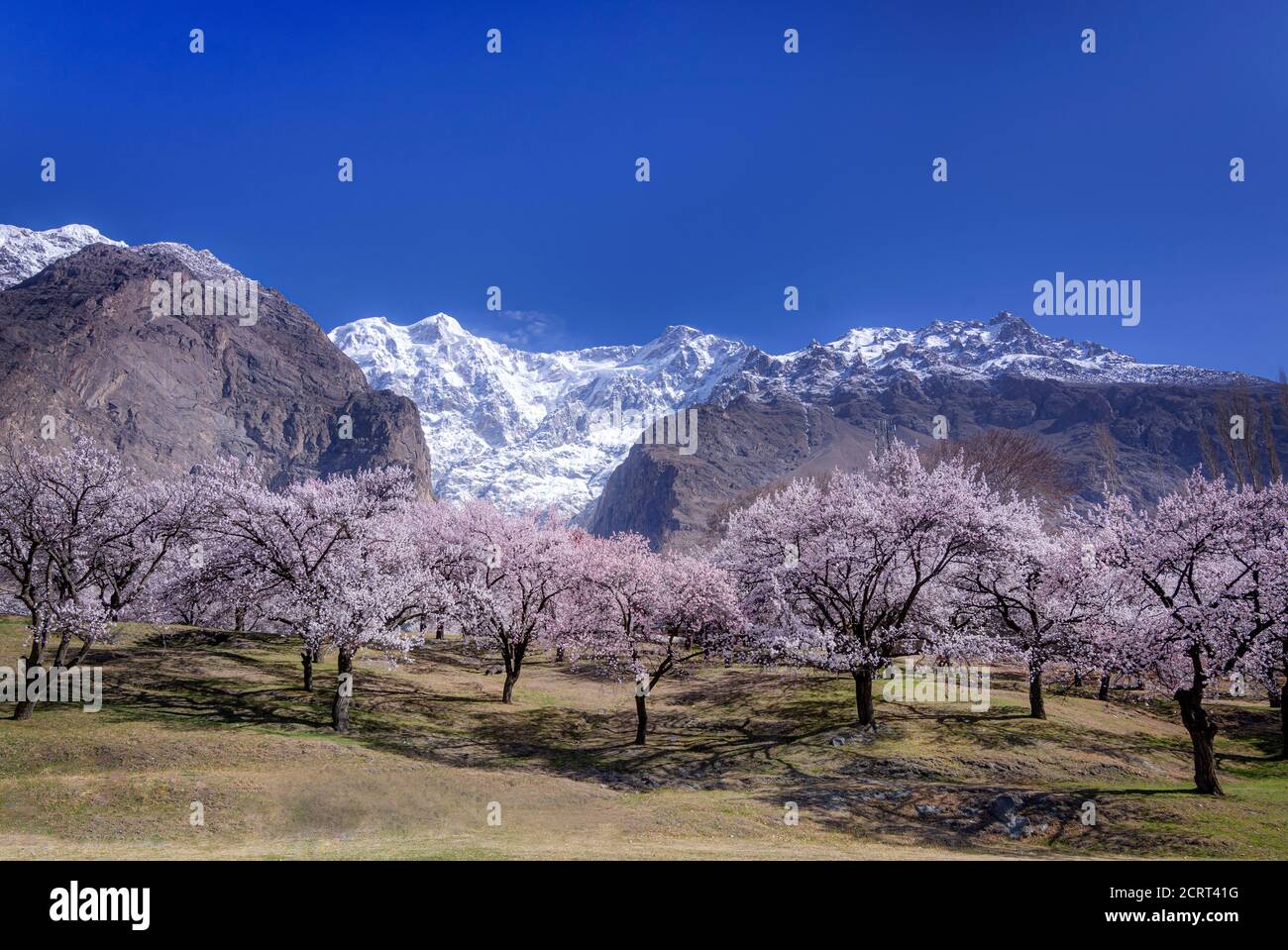land scape photography od spring , cherry blossom and apricot blossom ...