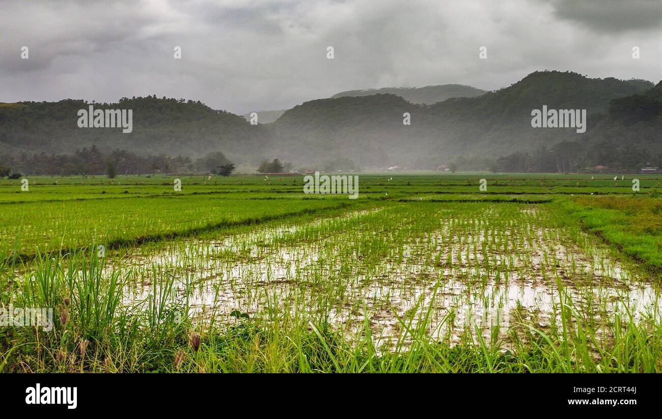 Rice plantations in Surigao, Philippines Stock Photo - Alamy