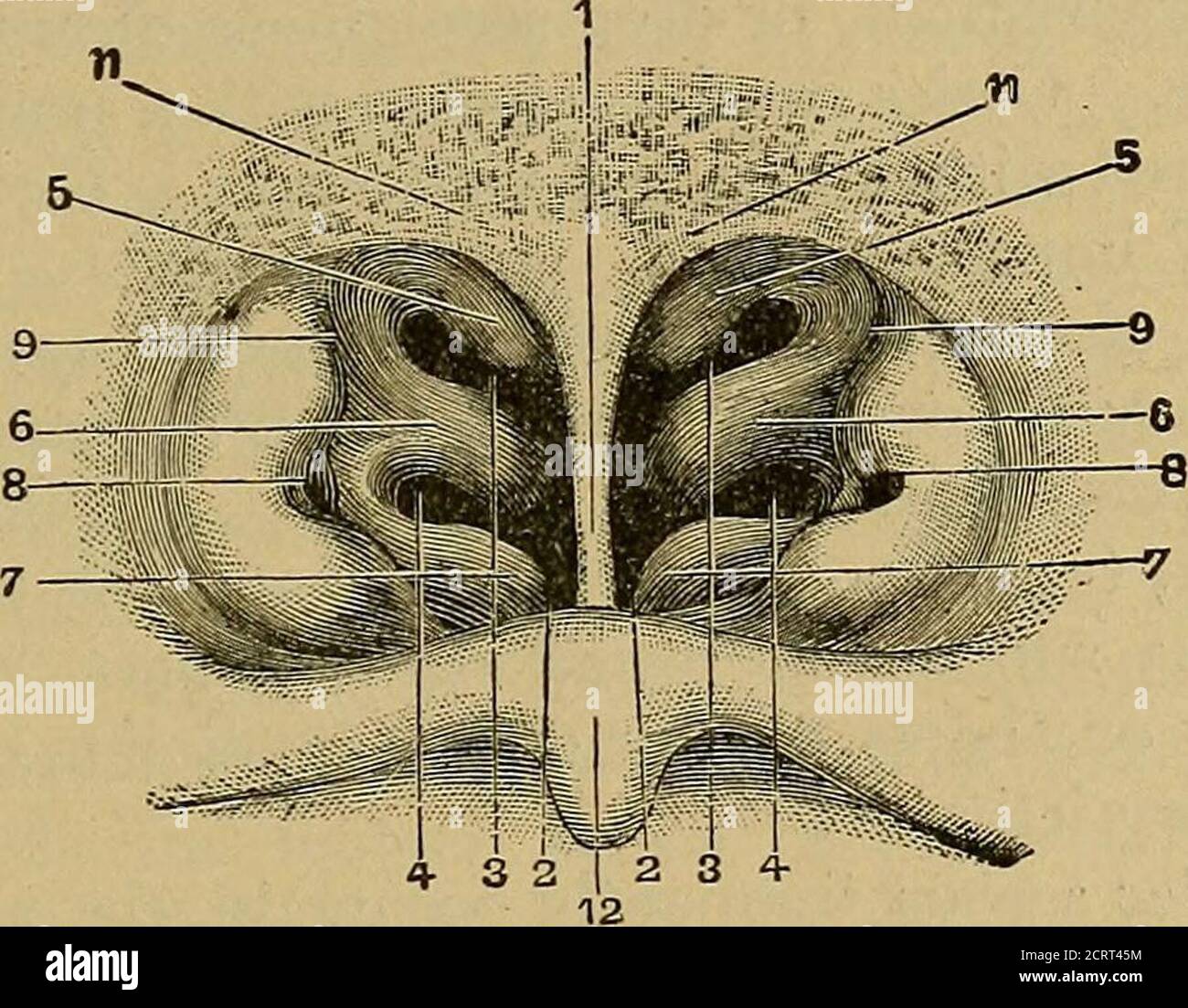 Catarrhs hi-res stock photography and images - Alamy
