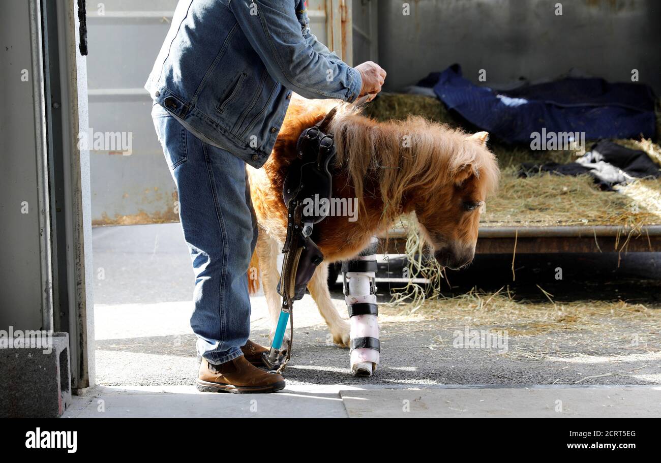 Three legged horse hi-res stock photography and images - Alamy