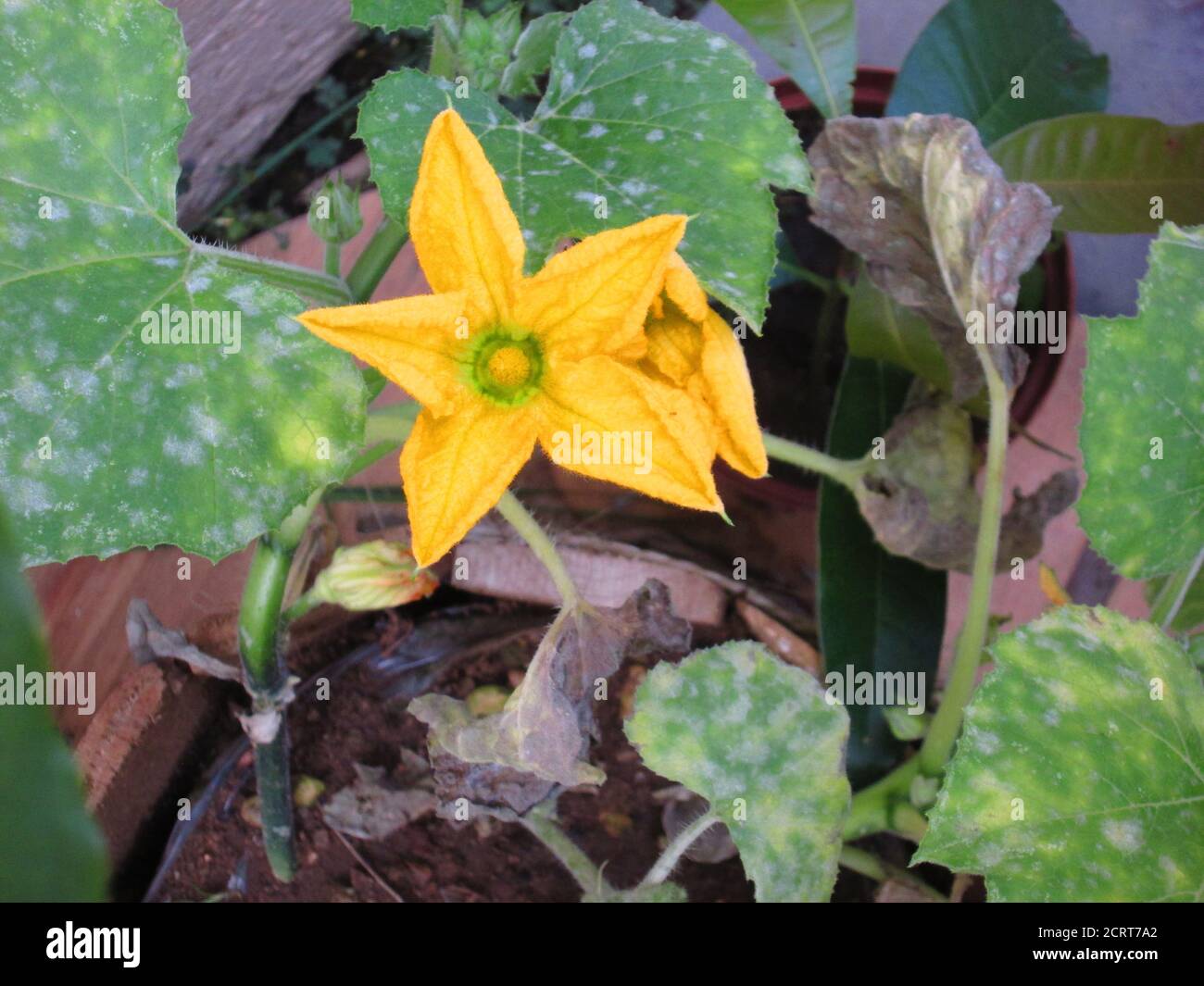 Butter nut plant hi-res stock photography and images - Alamy