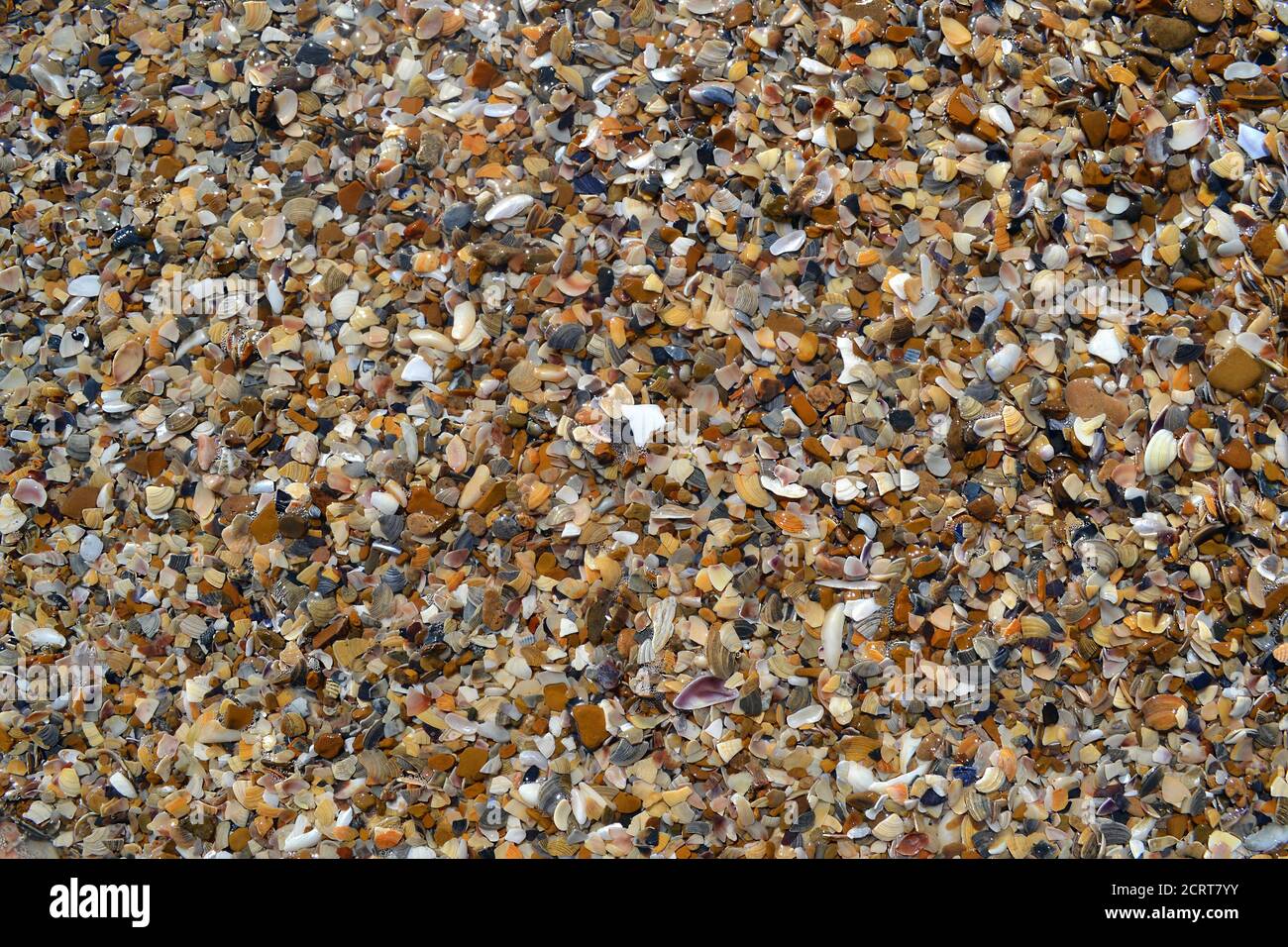 Plenty of coloured sea shells shards with wet pebble and bubbles ...