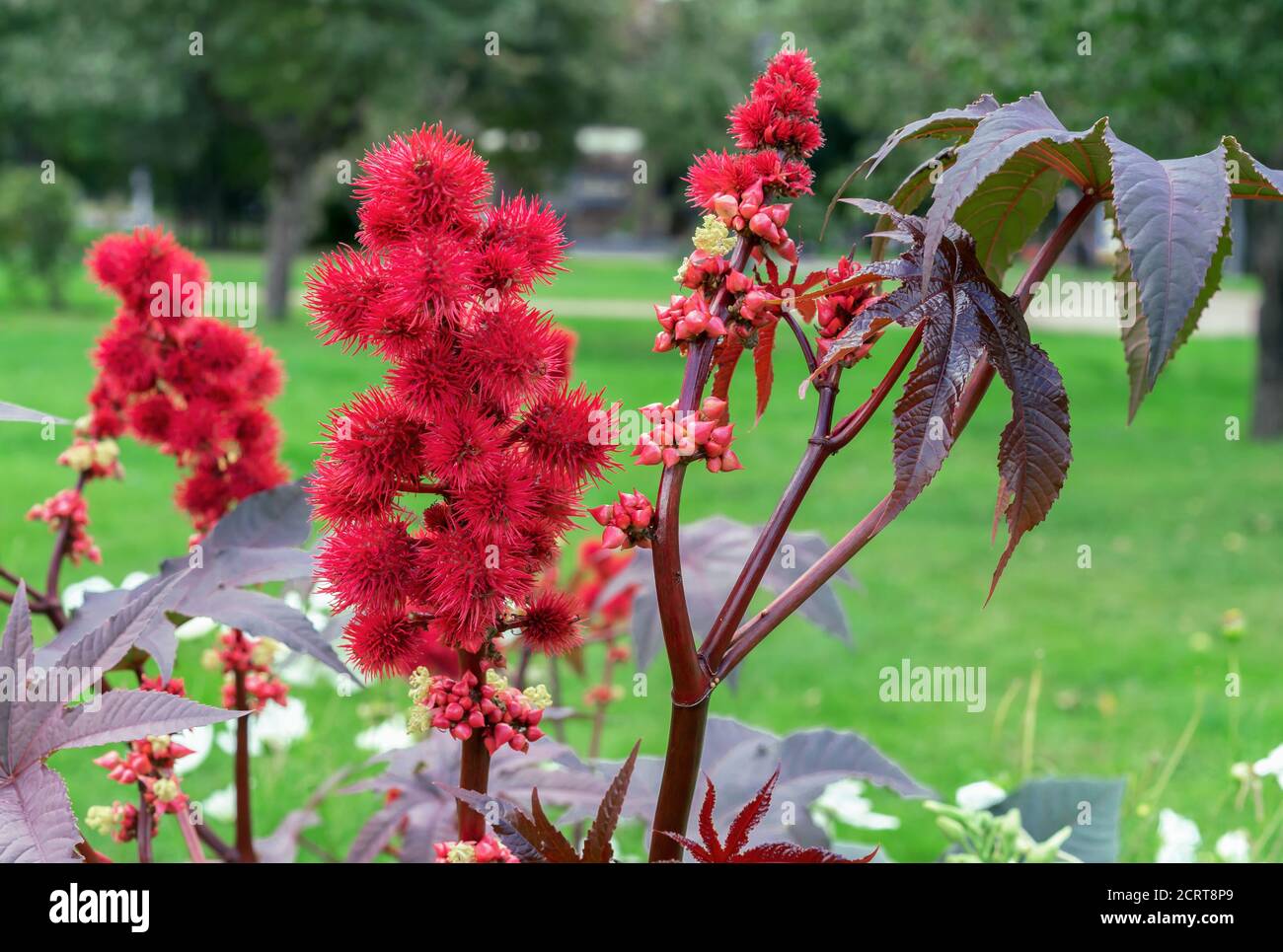 Red prickly fruits of the castor oil plant or Ricinus communis from ...