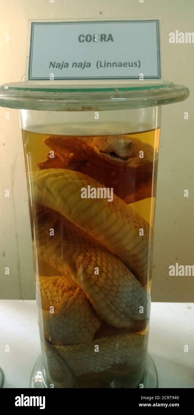 Anaconda snake teeth hi-res stock photography and images - Alamy