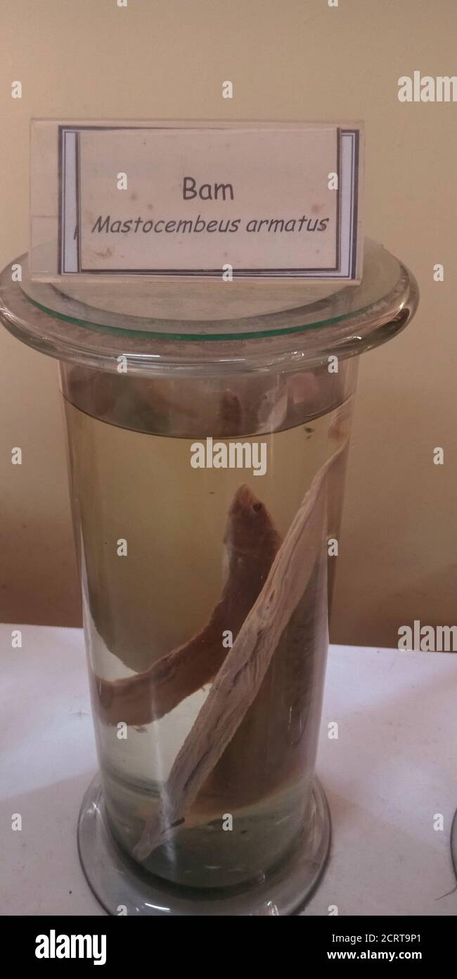 DISTRICT JABALPUR, INDIA - OCTOBER 17, 2019: Bam fish presented at ...