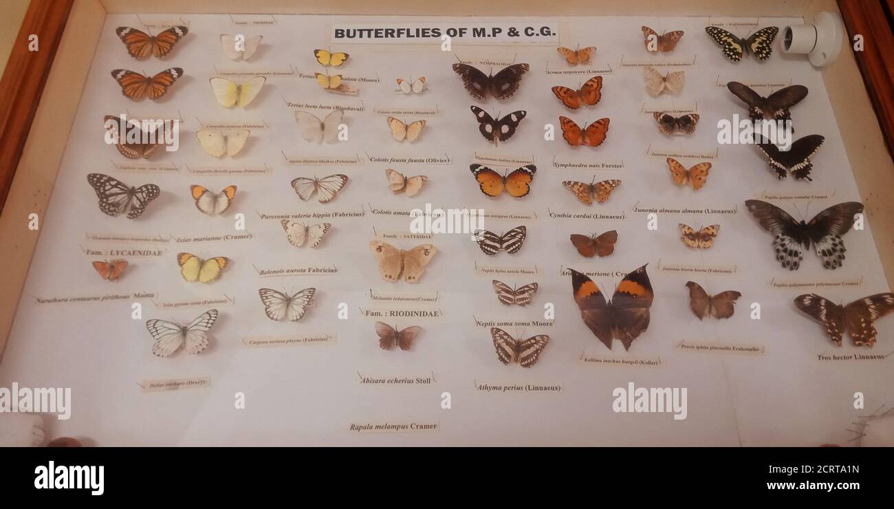 DISTRICT JABALPUR, INDIA - OCTOBER 17, 2019: Ancient Butterflies ...