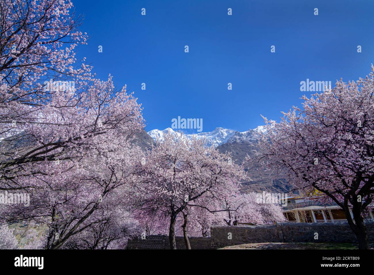 land scape photography od spring , cherry blossom and apricot blossom ...