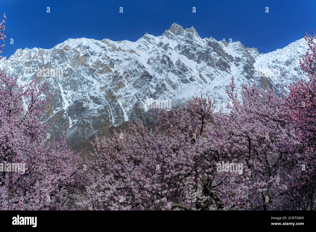 land scape photography od spring , cherry blossom and apricot blossom ...