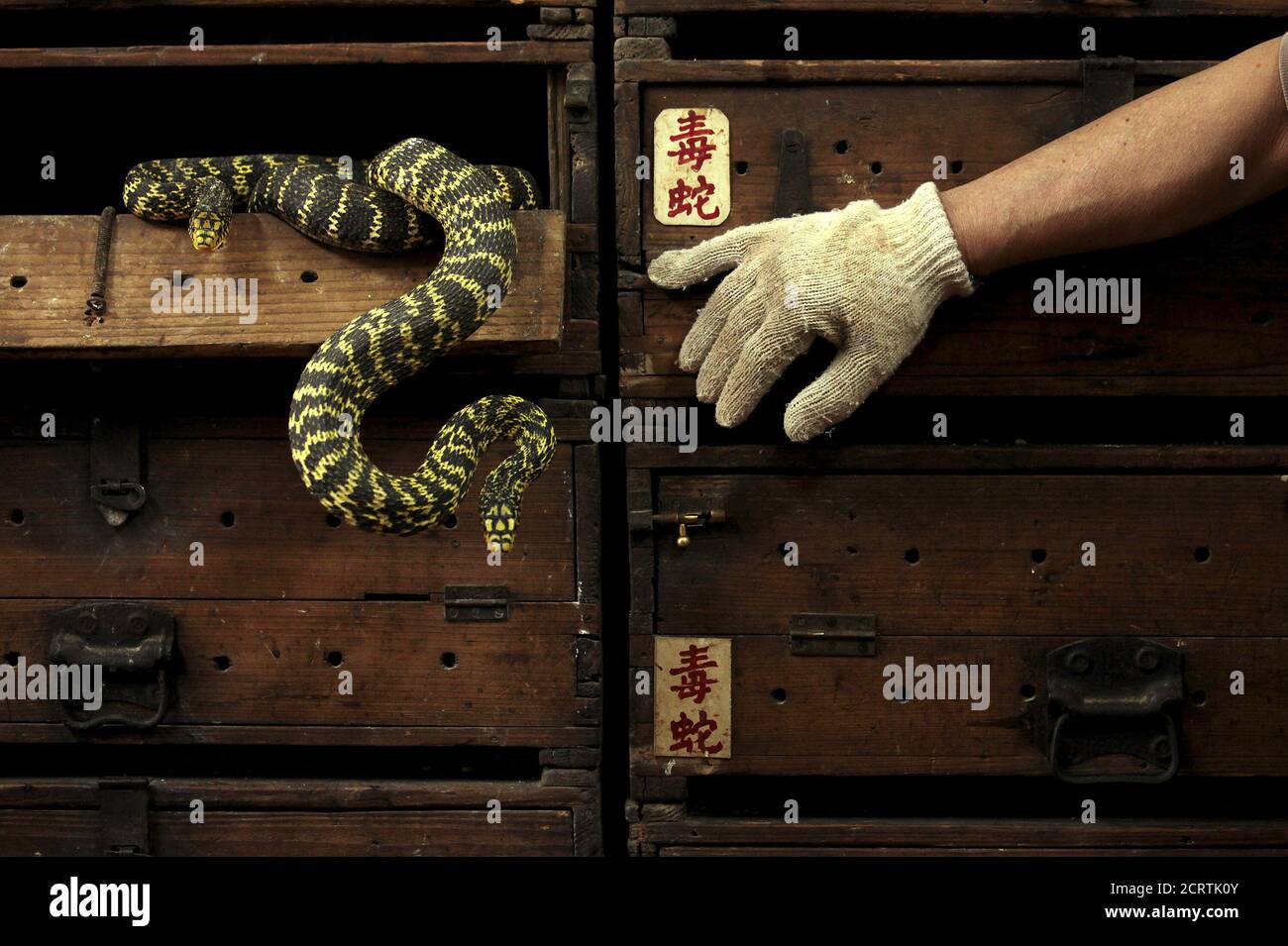 File snake hi-res stock photography and images - Alamy