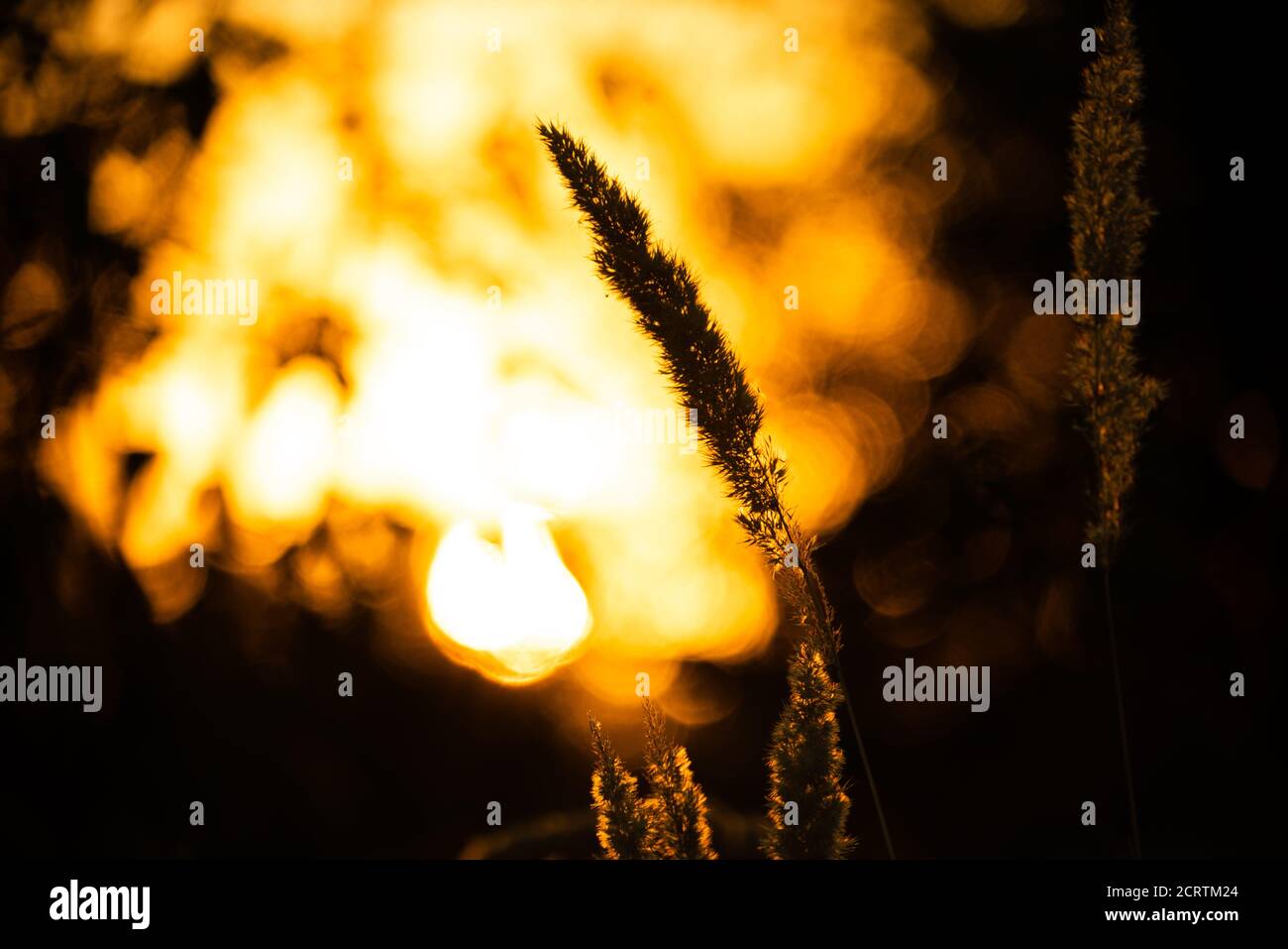Beautiful field grass sunset hi-res stock photography and images - Alamy