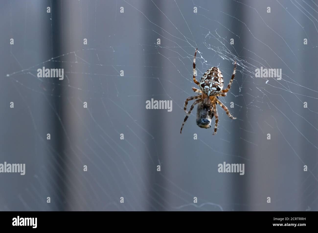 Garden spider feasting on pray Stock Photo - Alamy
