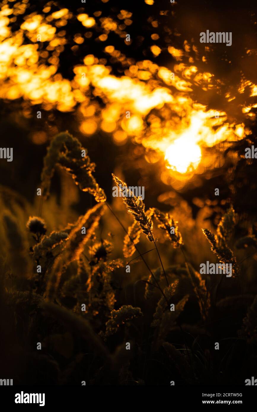 Grass with sunset hi-res stock photography and images - Alamy