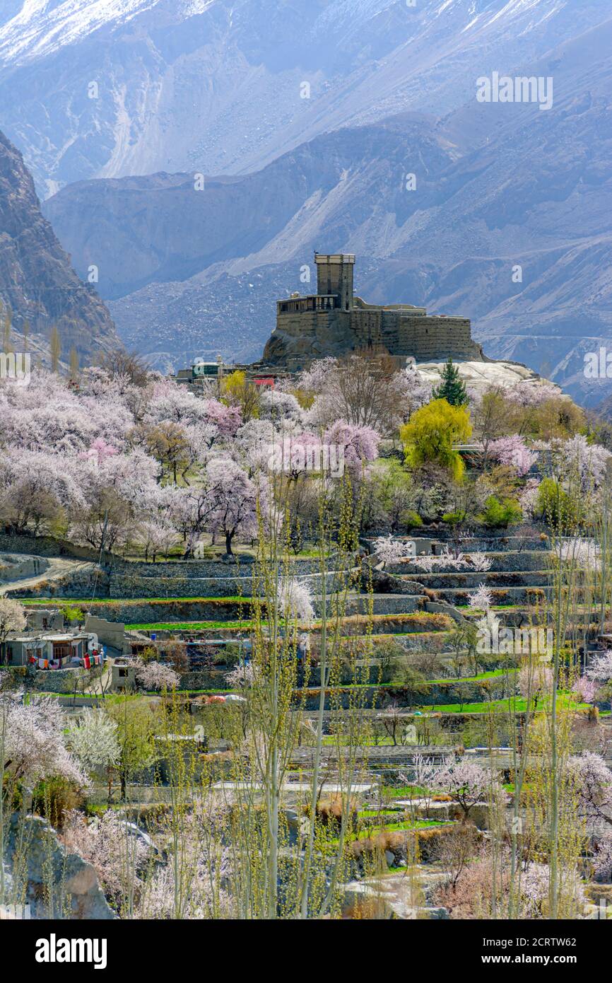 land scape photography od spring , cherry blossom and apricot blossom ...