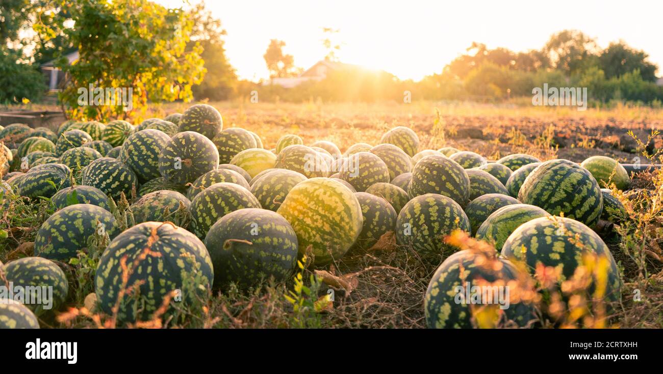 A pile of watermelons in the field at sunset Stock Photo - Alamy