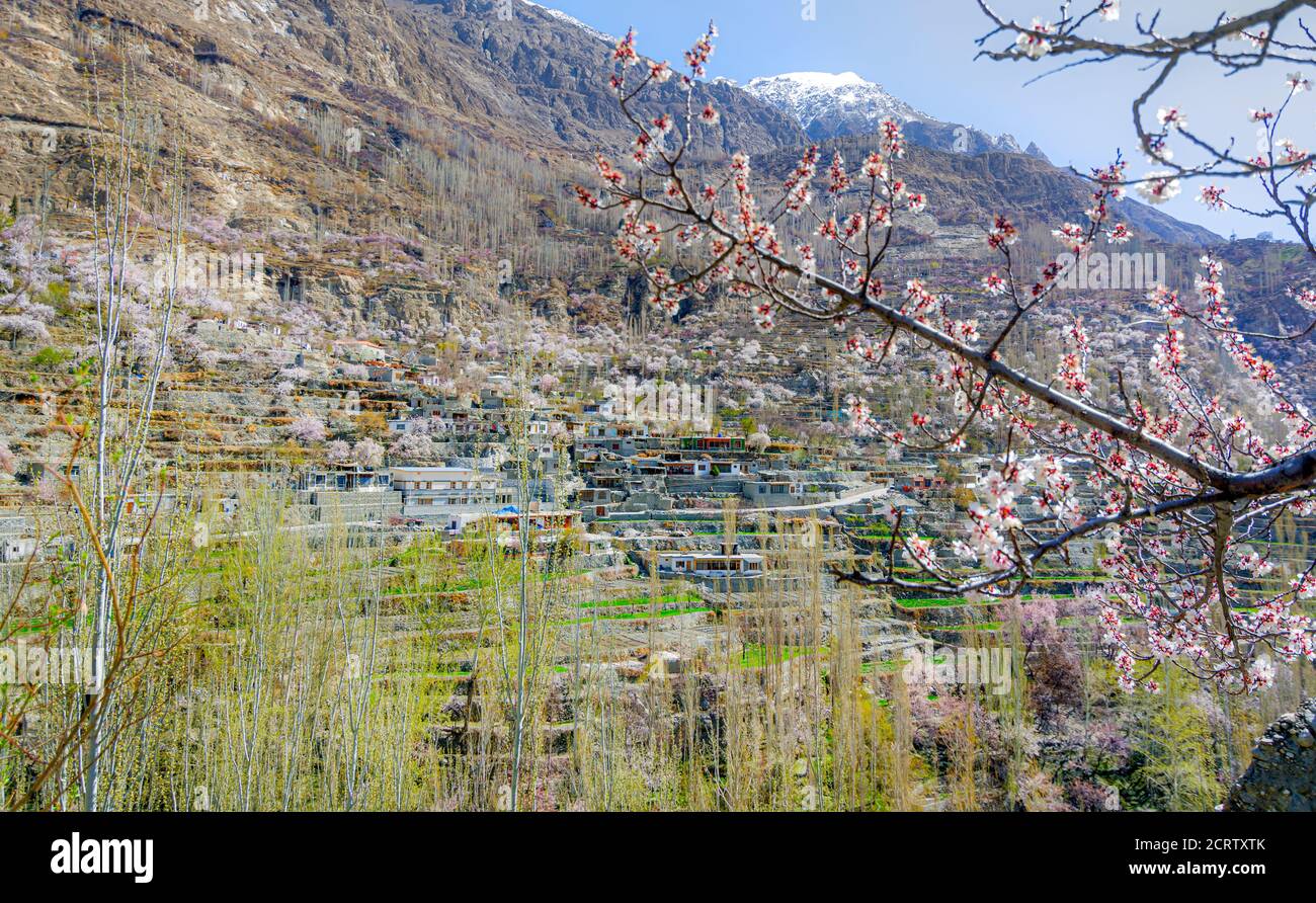 land scape photography od spring , cherry blossom and apricot blossom ...