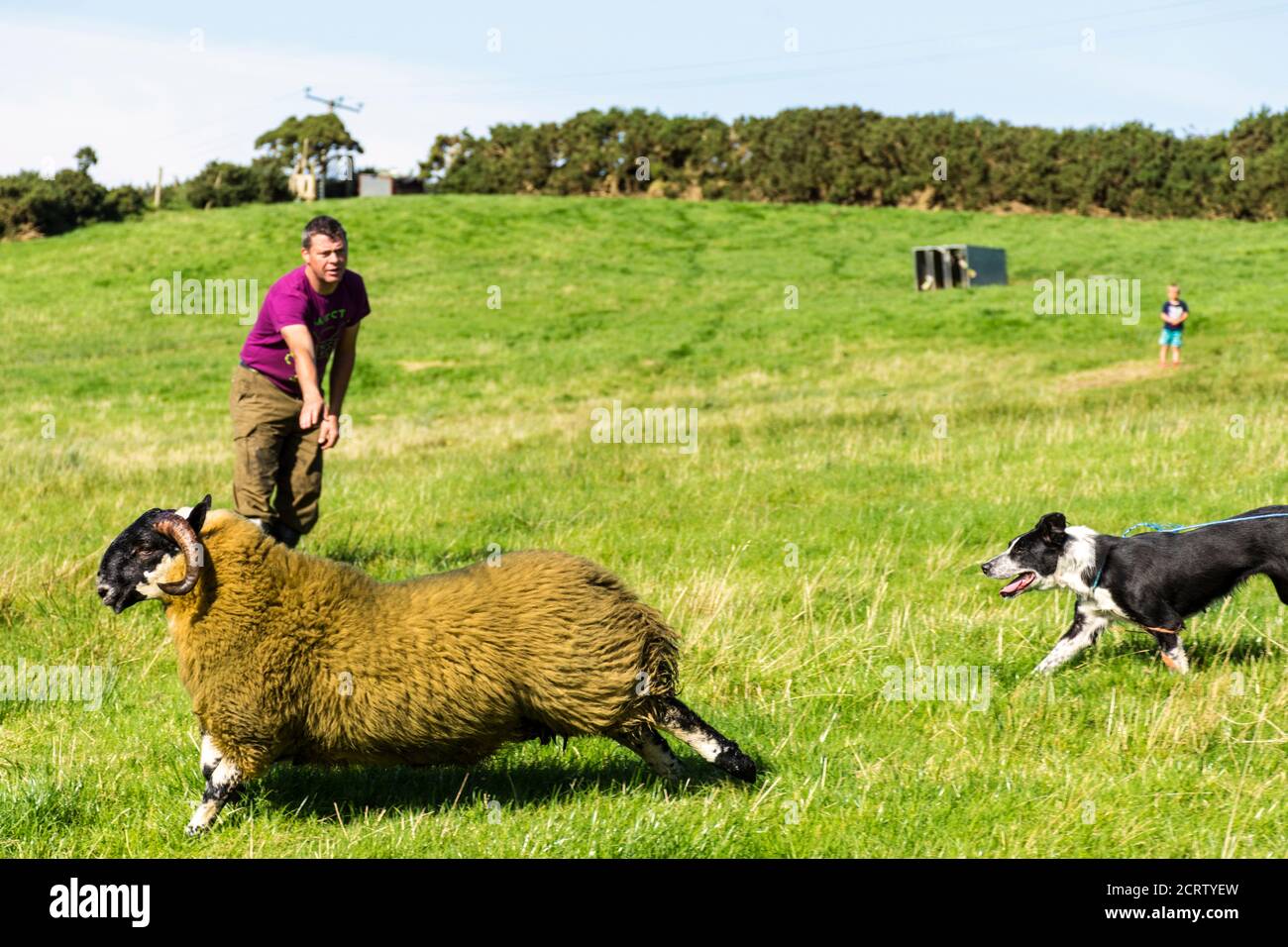 Ardara, County Donegal, Ireland. Farmer Paul Gallagher rounds up a ram ...