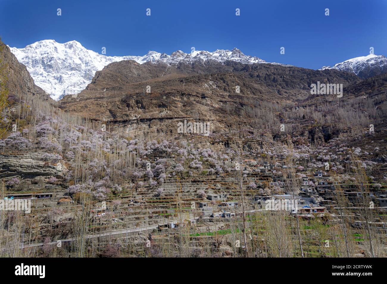 land scape photography od spring , cherry blossom and apricot blossom ...