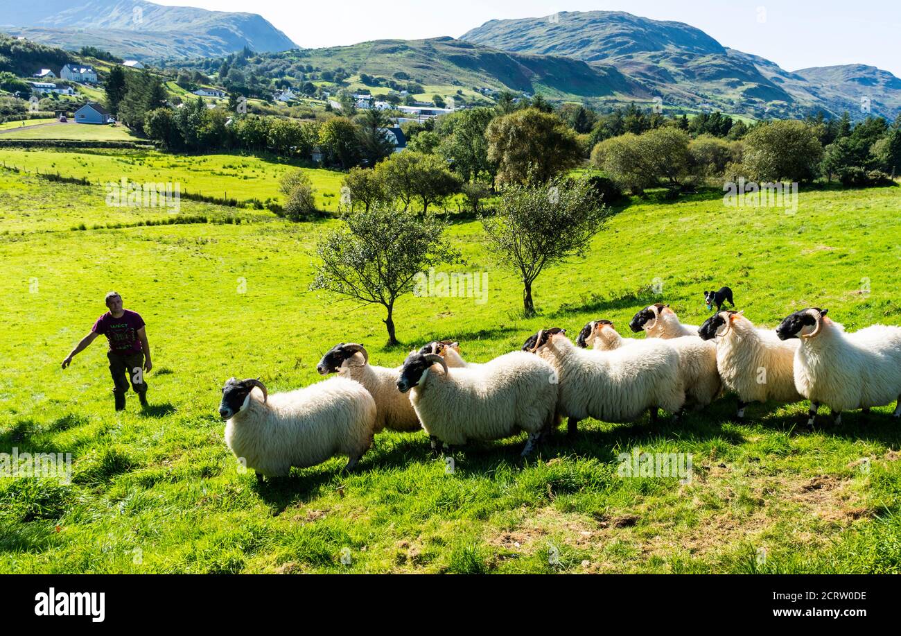 Ardara, County Donegal, Ireland 20th September 2020. Farmer Paul ...