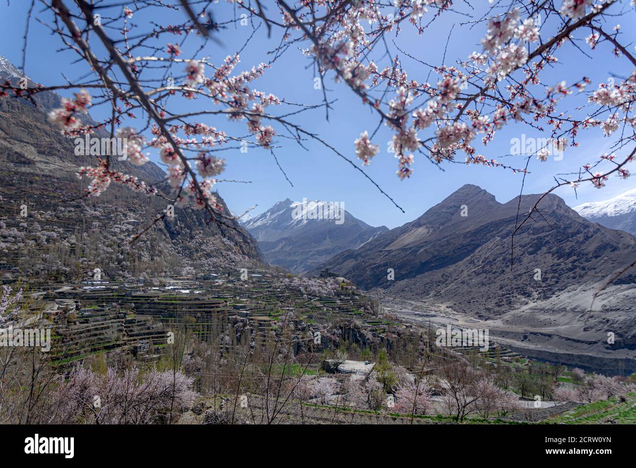 land scape photography od spring , cherry blossom and apricot blossom ...