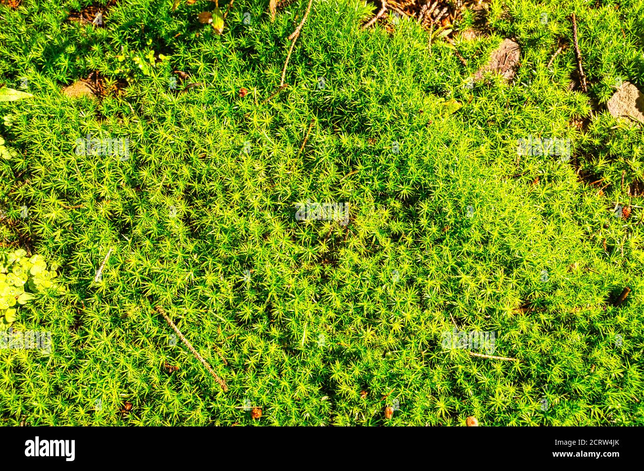 Moss on the forest floor in a coniferous forest Stock Photo - Alamy