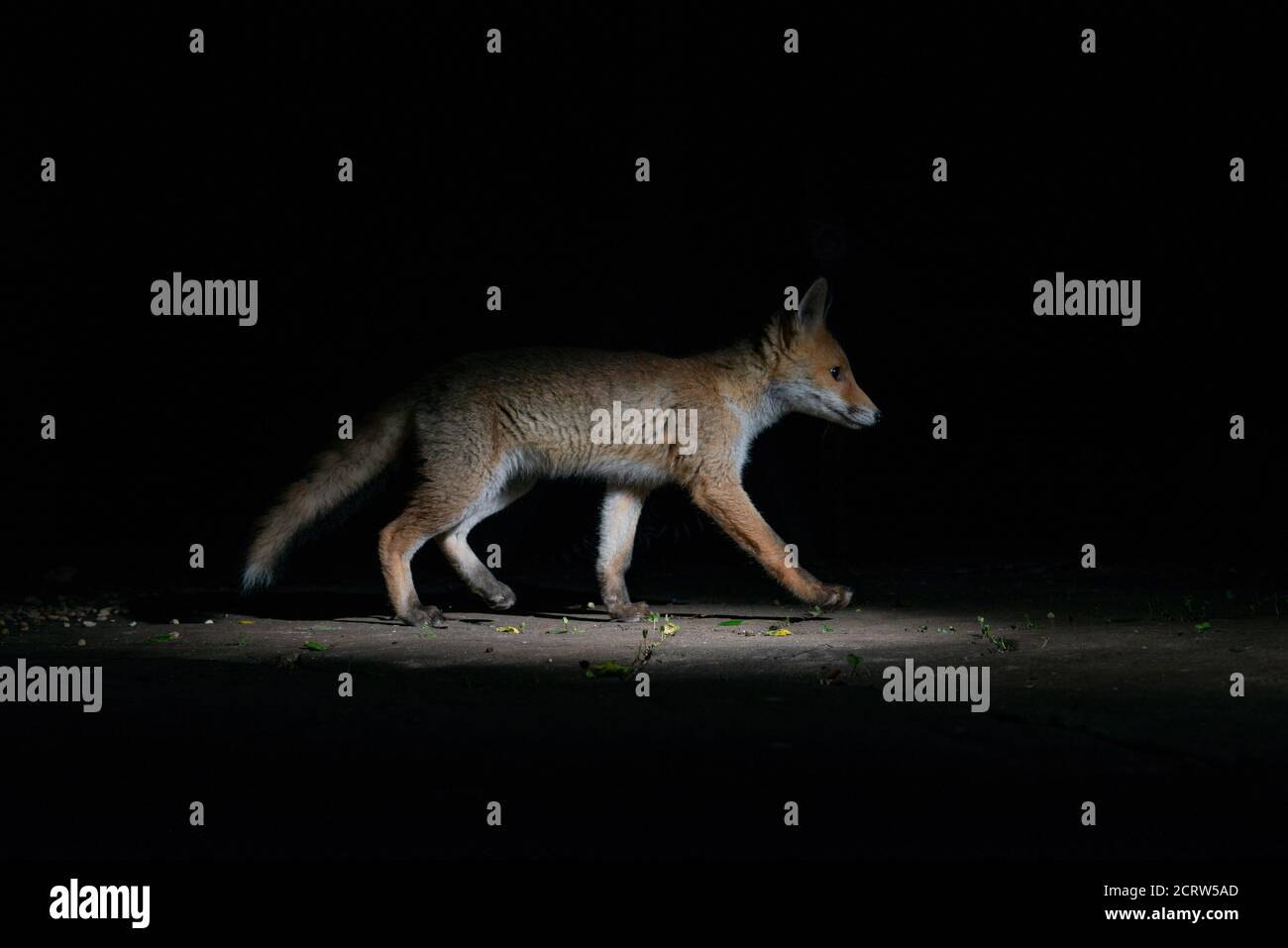 Fox in shadow hi-res stock photography and images - Alamy