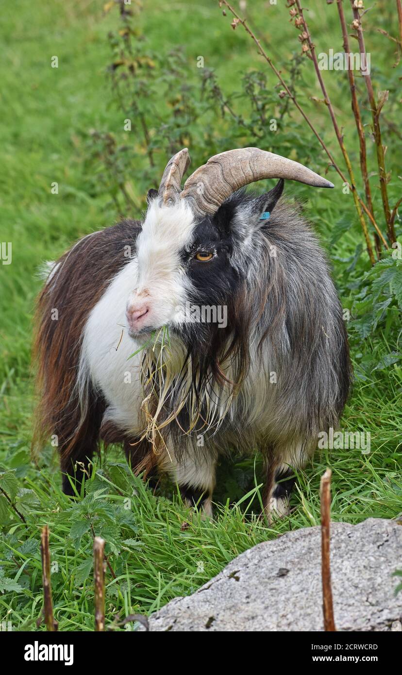 Goat scotland farm hi-res stock photography and images - Alamy