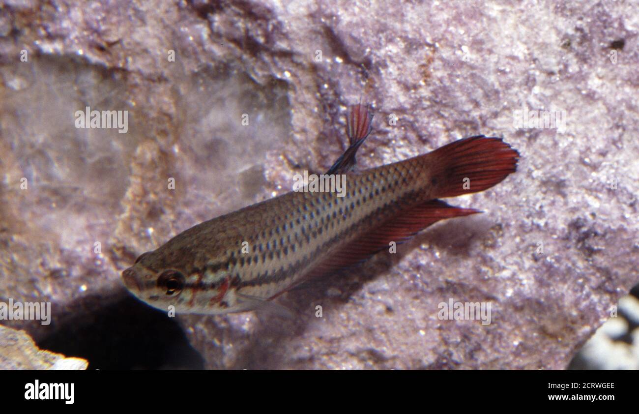 Siamese fighthing fish (Betta splendens), female Stock Photo - Alamy