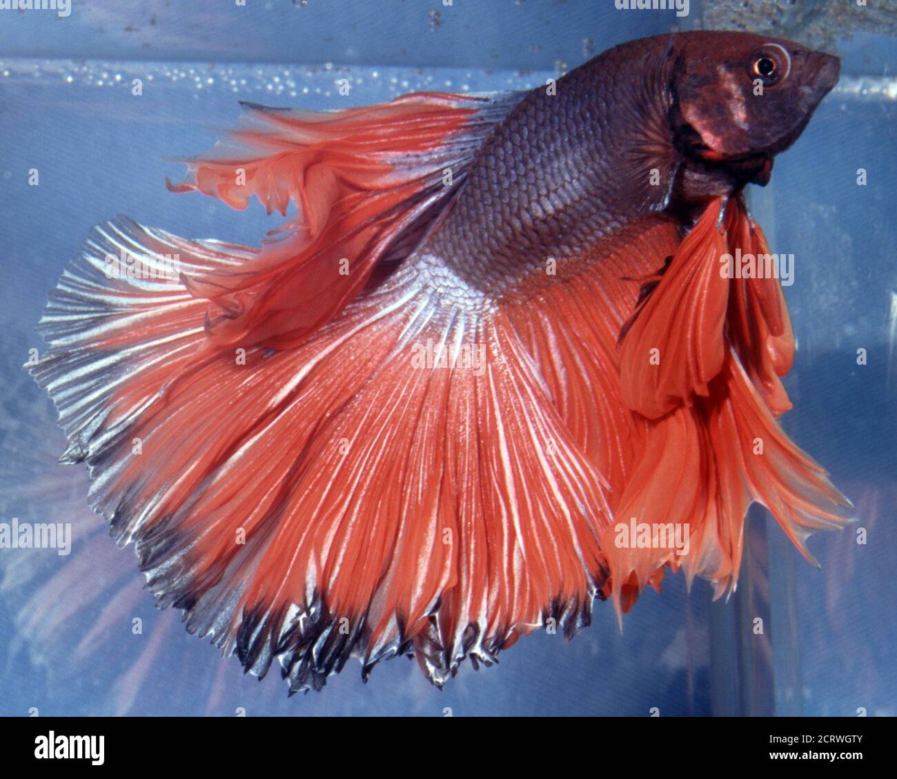 Fish taxonomy hi-res stock photography and images - Alamy