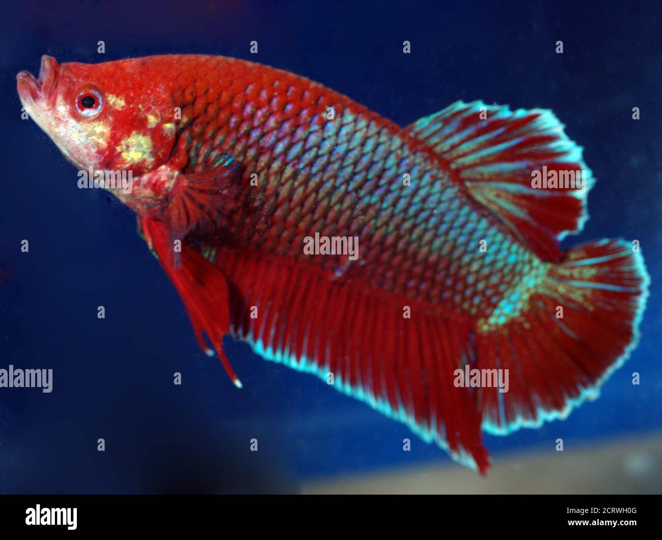 Plakat betta hi-res stock photography and images - Alamy