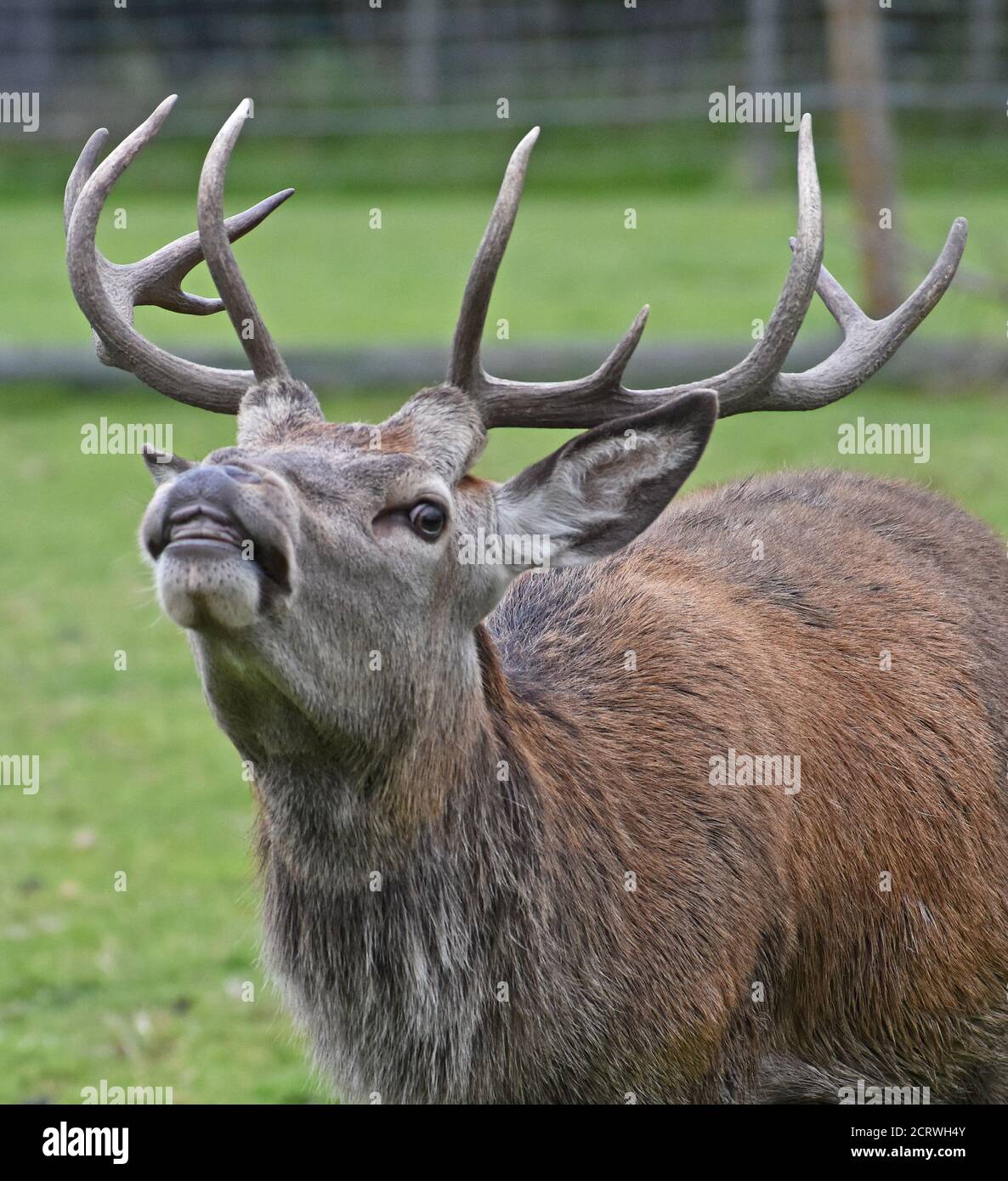 Scottish red deer hi-res stock photography and images - Alamy