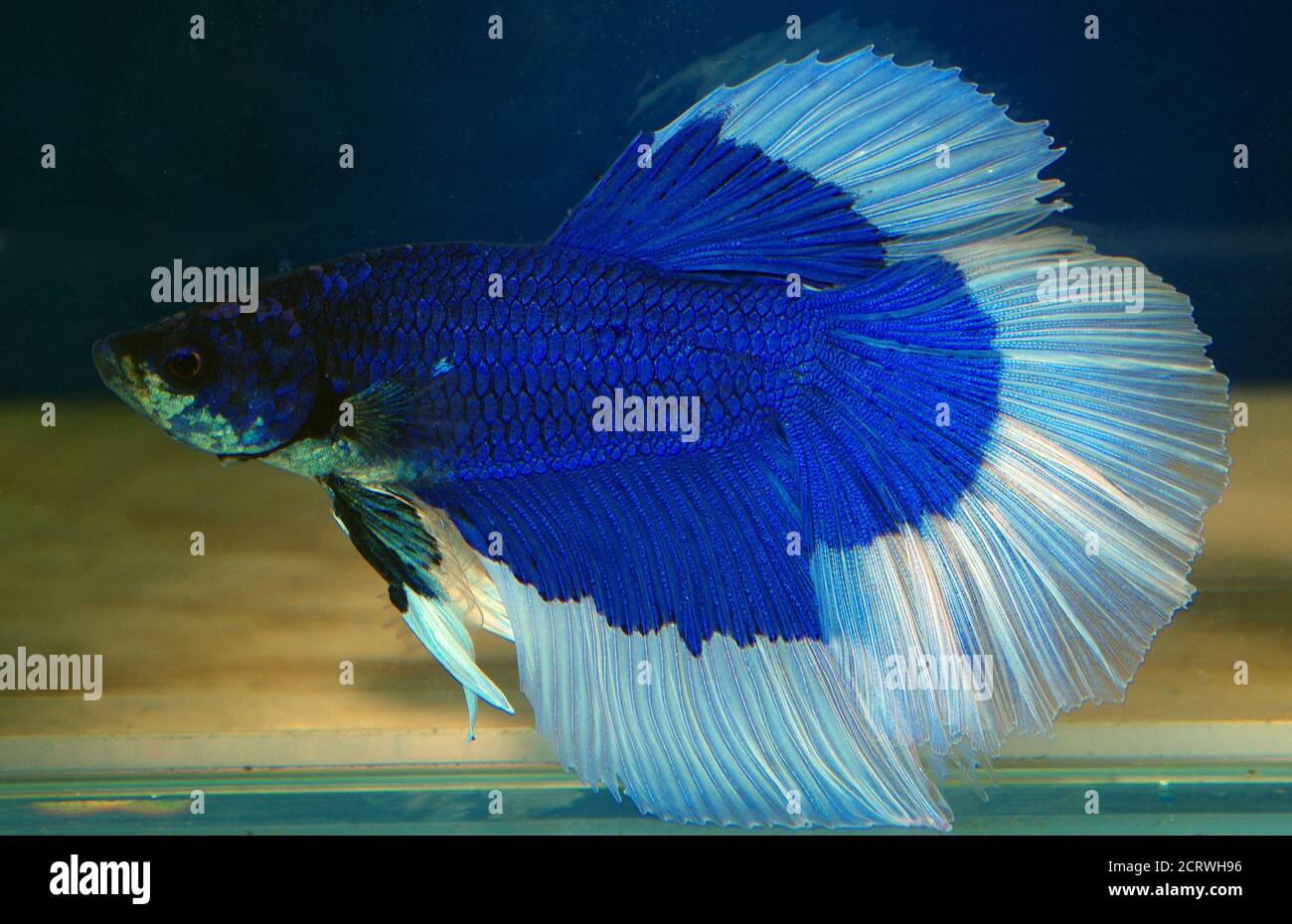 Siamese fighthing fish (Betta splendens), male half-moon Stock Photo ...