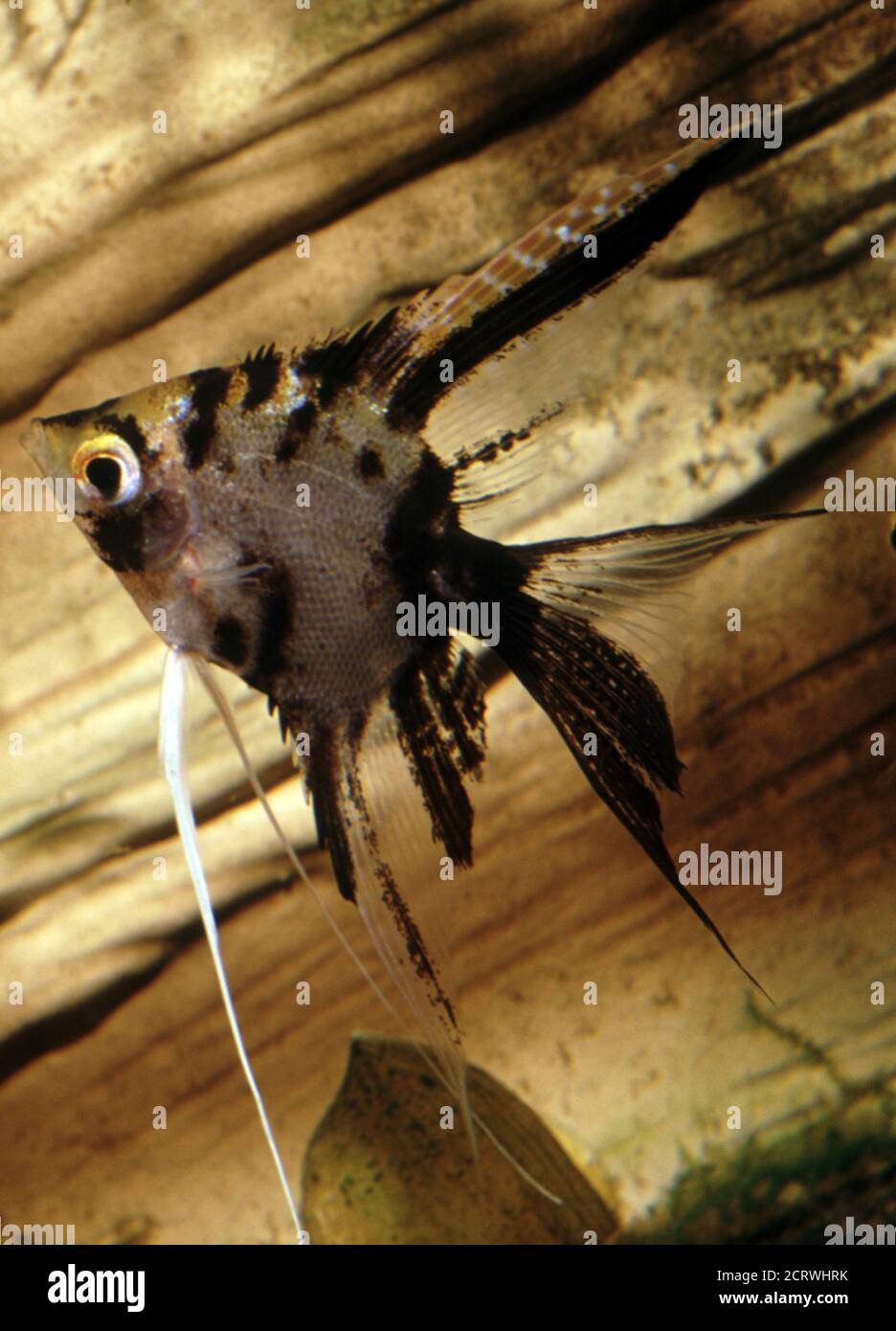 Marmor longfin angelfish, Pterophyllum scalare Stock Photo - Alamy