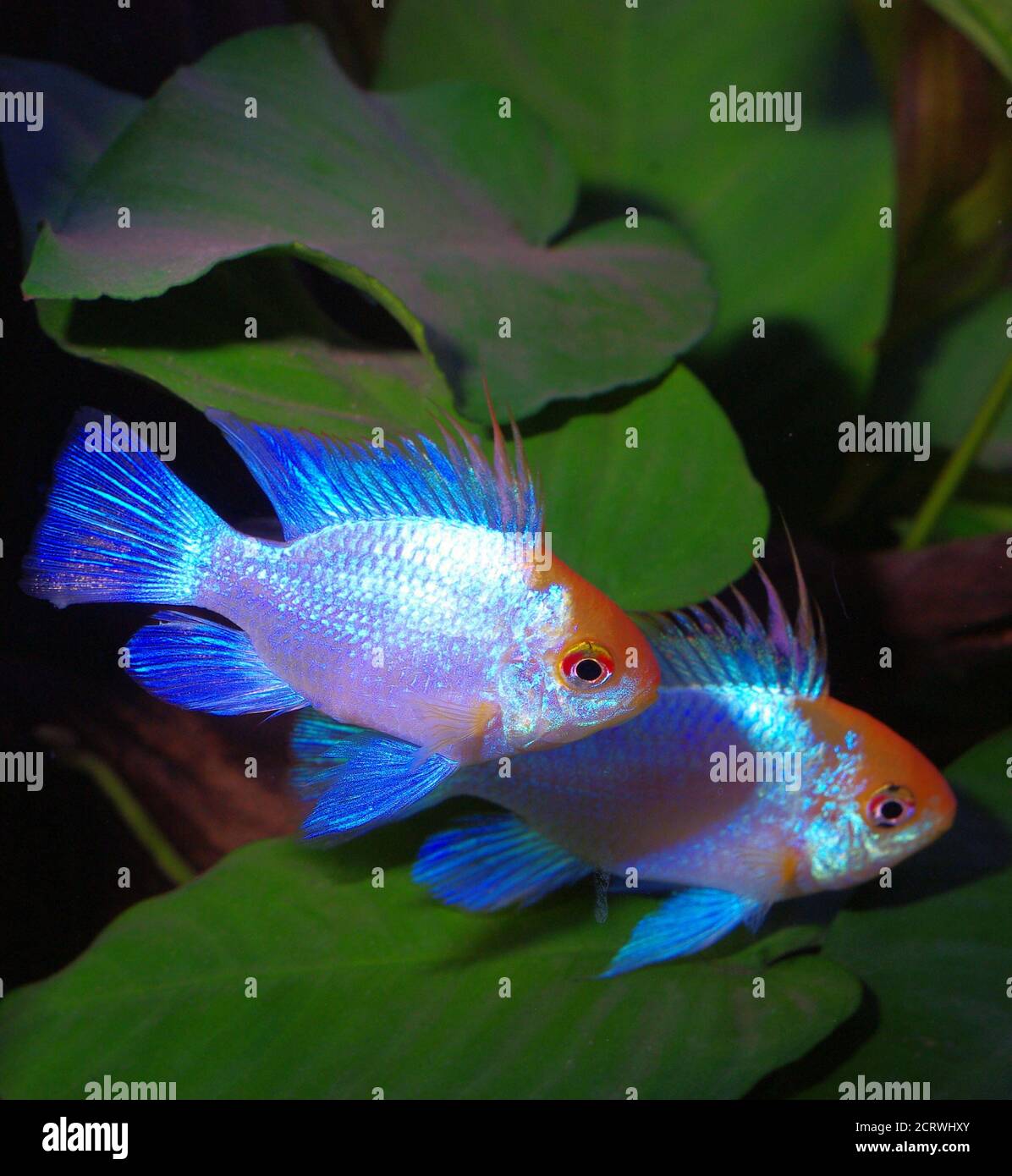 Pair of Ram of Butterfly cichlid, Mikrogeophagus ramirezi "Electric ...