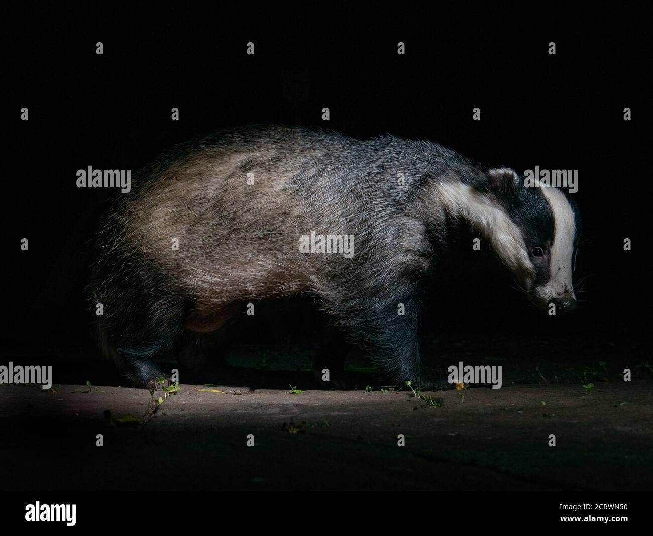 Badger close up hi-res stock photography and images - Alamy