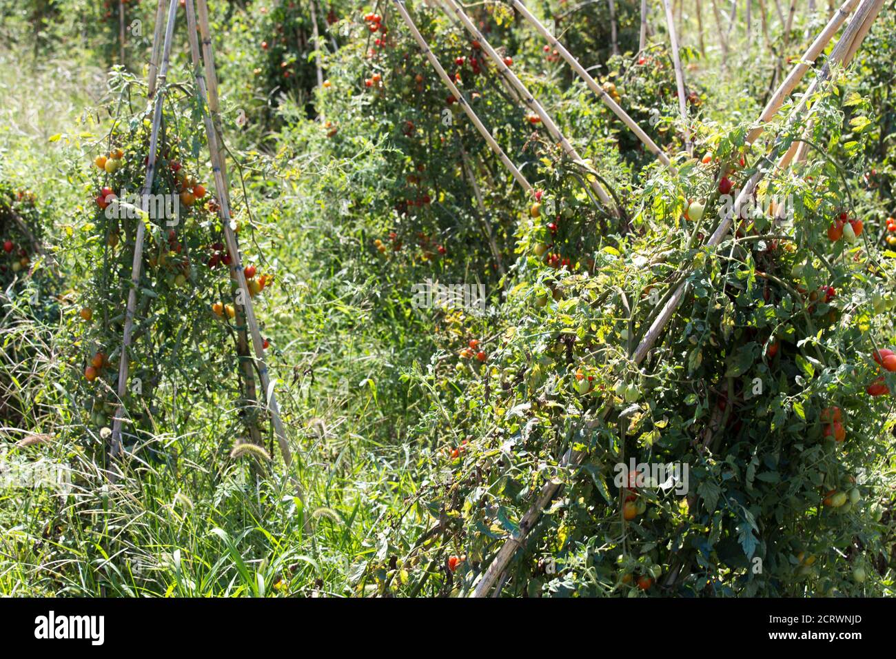 A view of tomato plantation in north of Italy Stock Photo - Alamy
