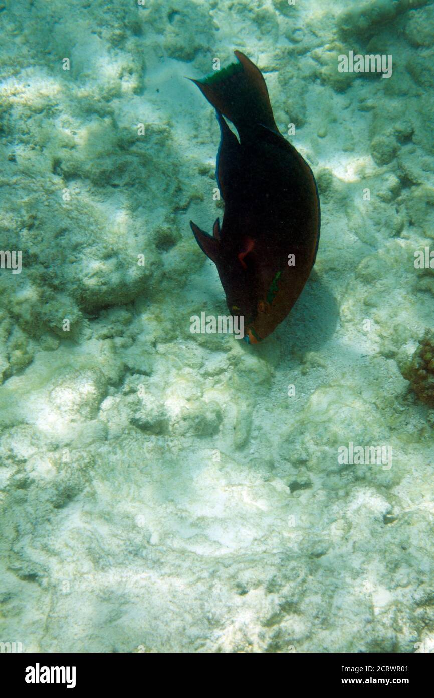not identified black tropical fish in Seychelles Stock Photo - Alamy