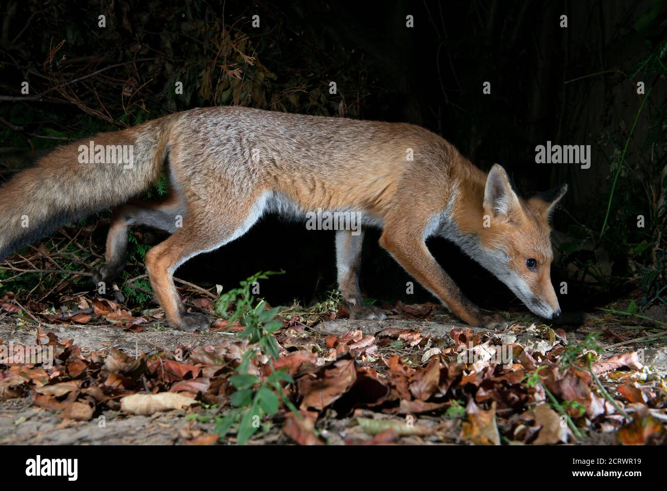 Fox at night leaves hi-res stock photography and images - Alamy