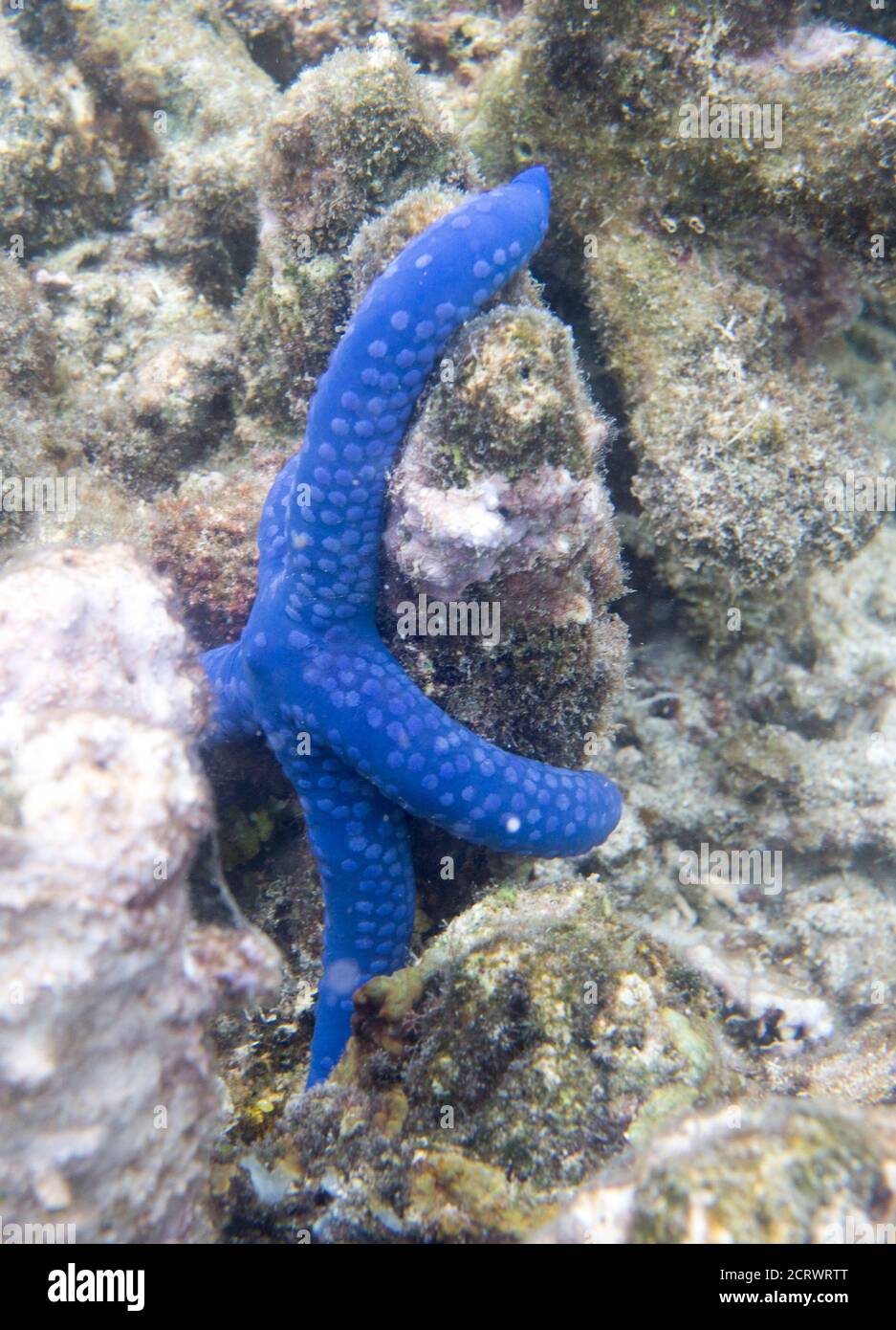 View of blue sea star in Togian islands Stock Photo - Alamy