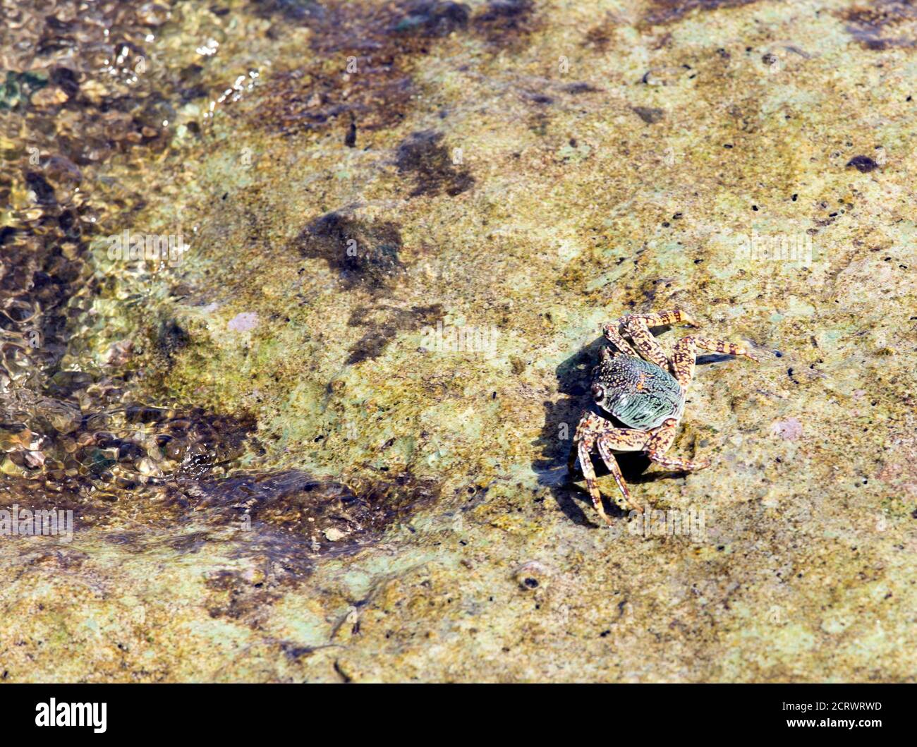 Crab seen in low tide during walk in Togian islands Stock Photo - Alamy
