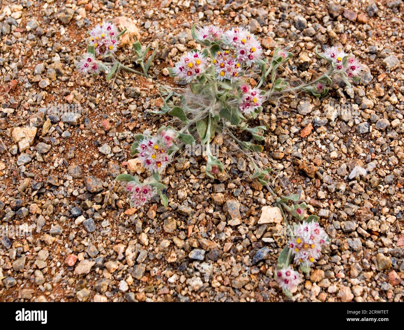 A small plant with flowers in Namibia desert Stock Photo - Alamy