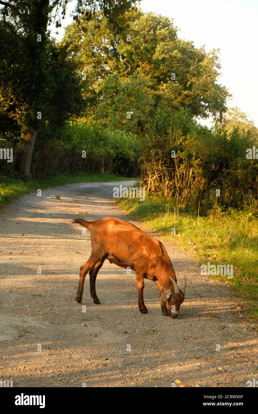 Escaped goat hi-res stock photography and images - Alamy