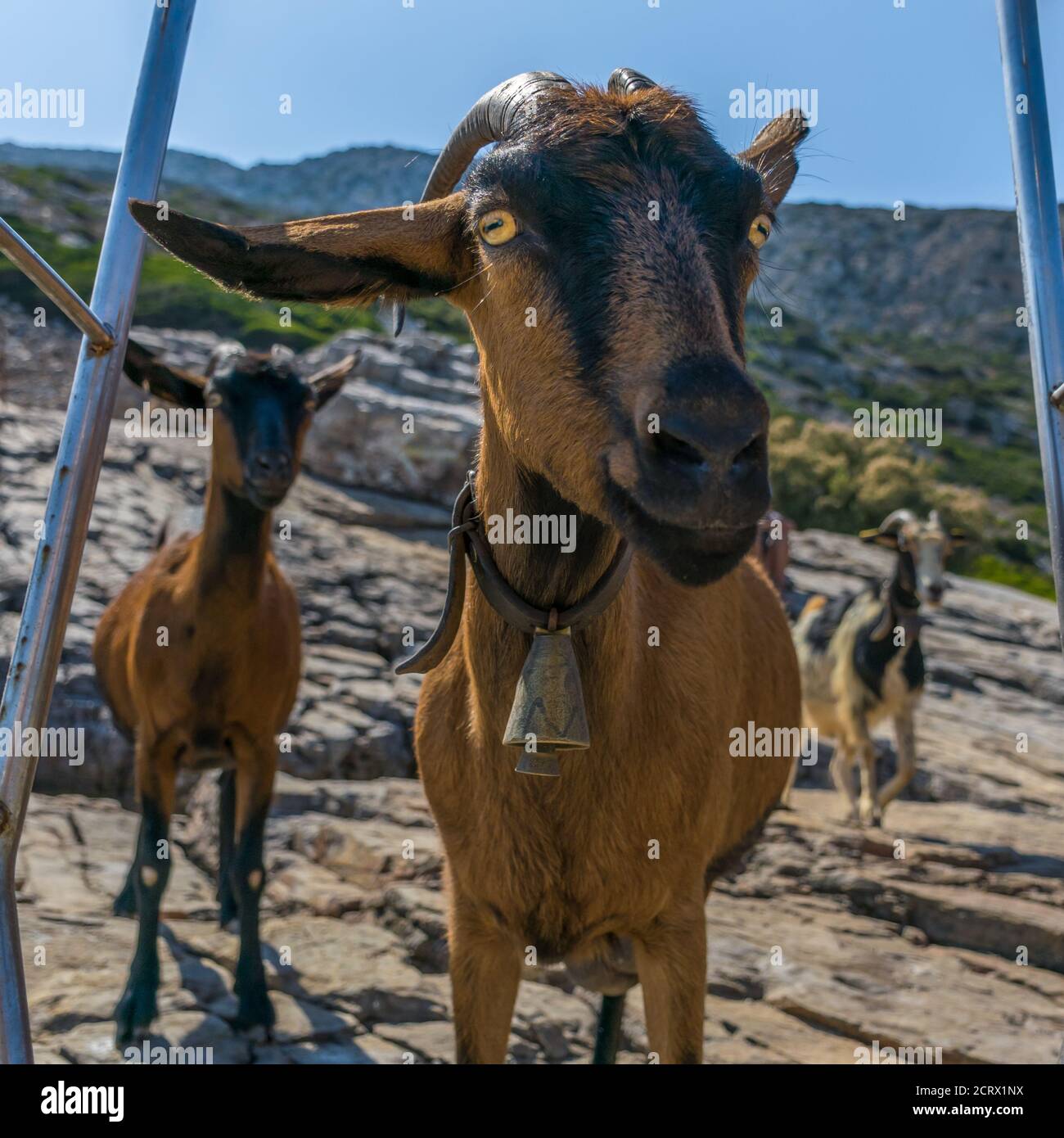 Three Wild Goats trying to board a boat, Saria Island, Karpathos ...