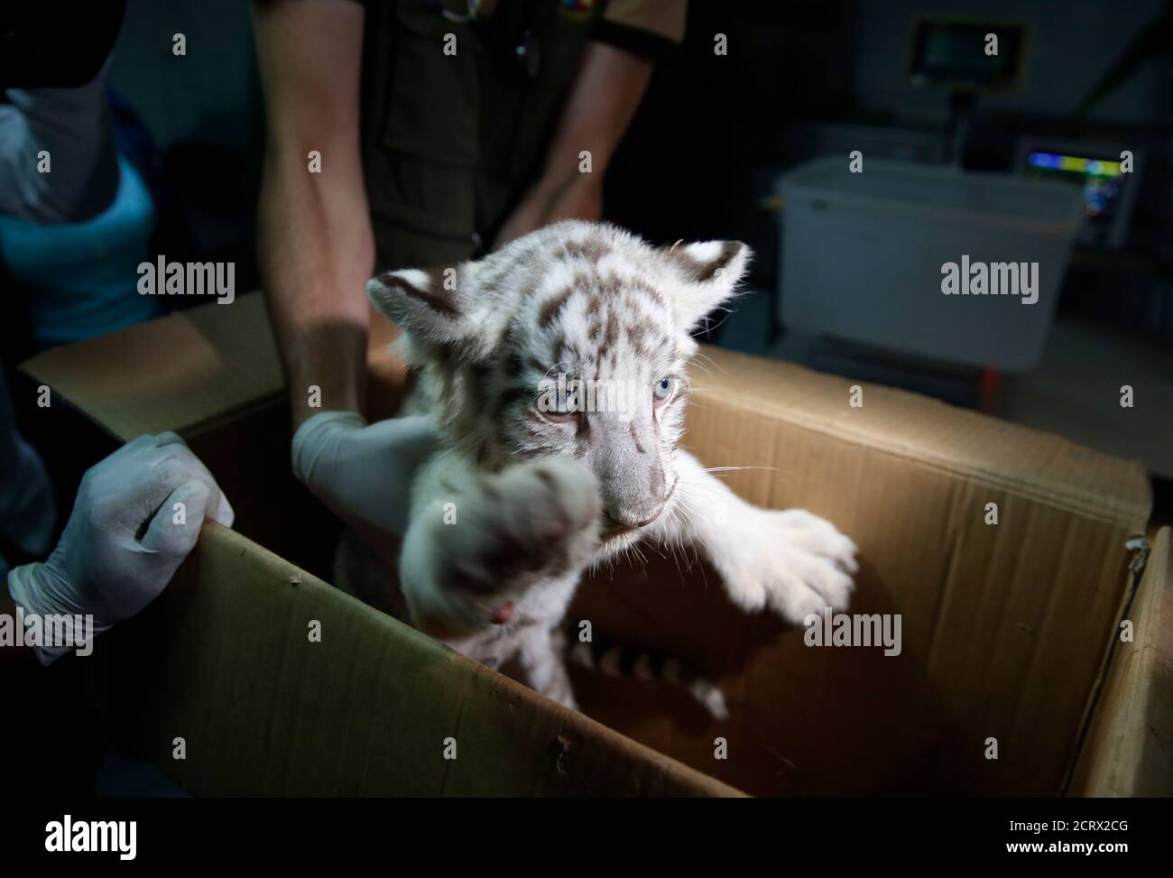 Zoo tiger in a box hi-res stock photography and images - Alamy