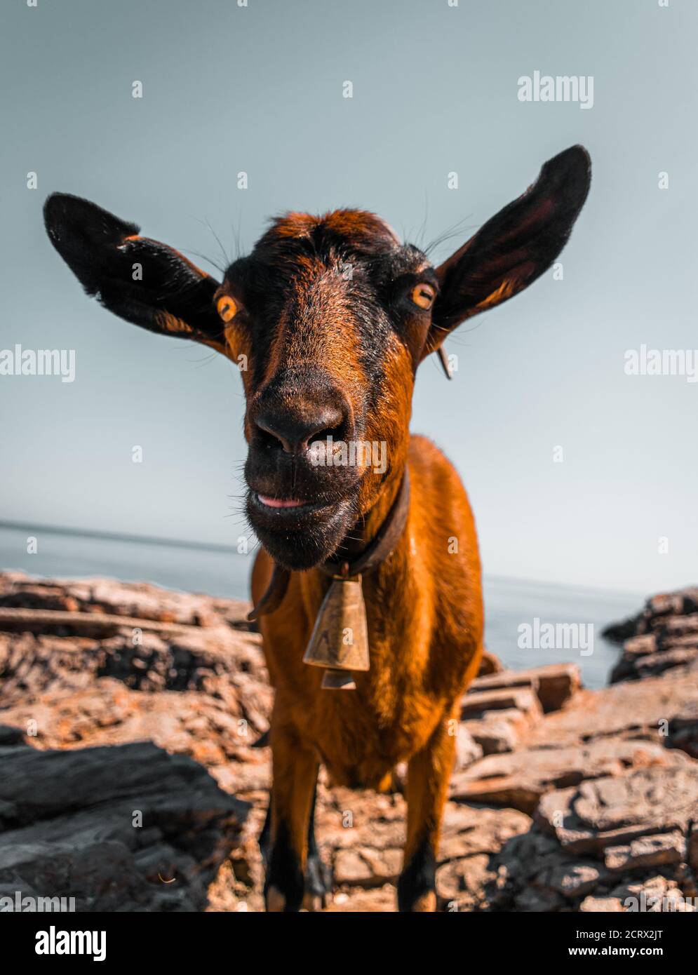 Animal funny beach hi-res stock photography and images - Alamy