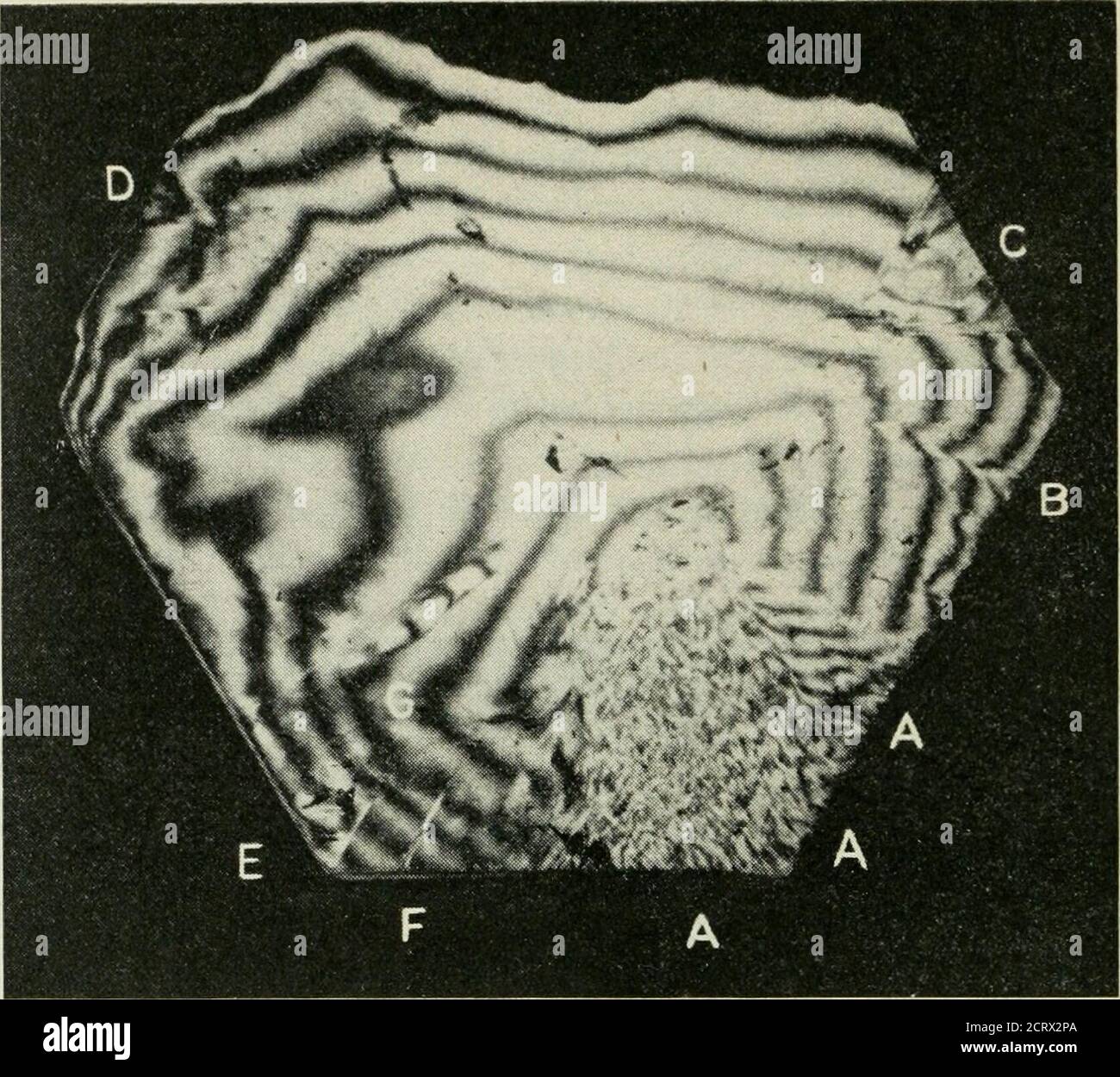 Basal layers hi-res stock photography and images - Alamy