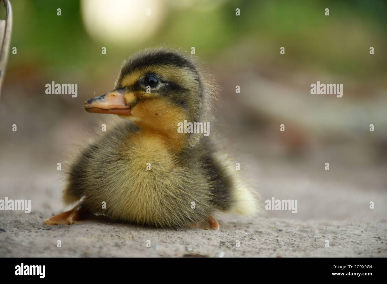 A beautiful duck ling standing on the ground Stock Photo - Alamy