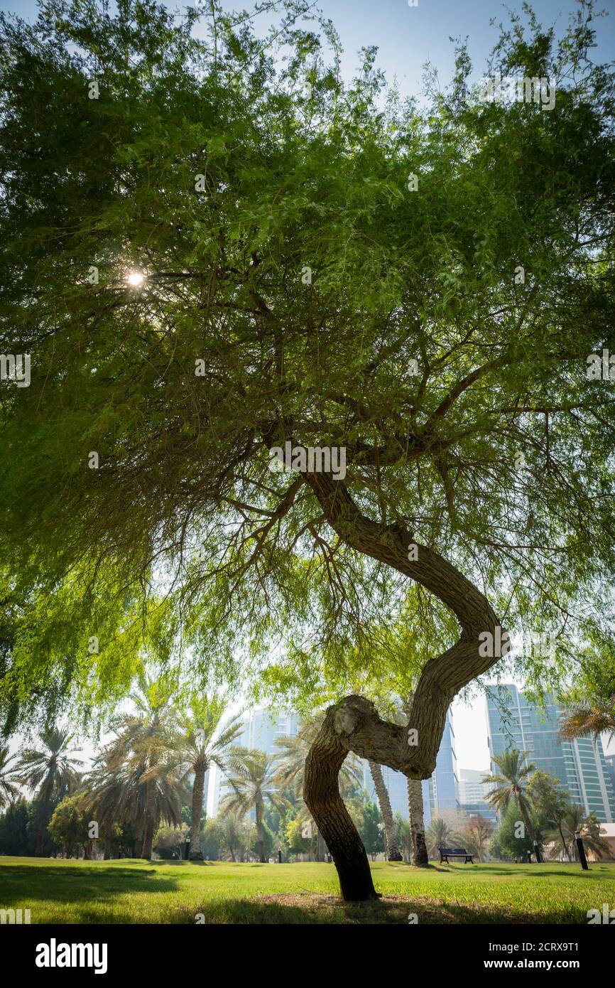 close-up view of green Mangrove trees and dry palm tree in Abu Dhabi ...