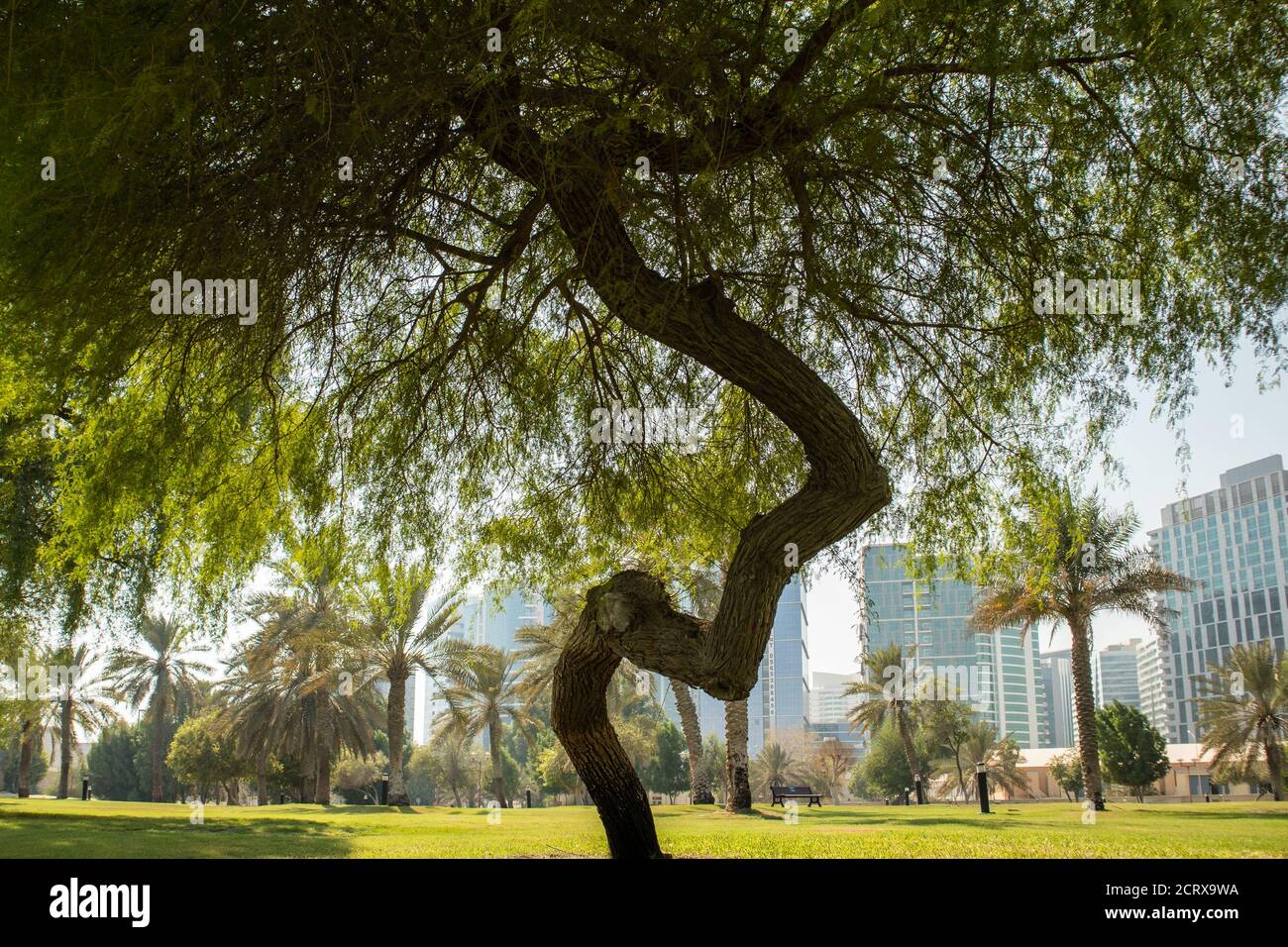 close-up view of green Mangrove trees and dry palm tree in Abu Dhabi ...
