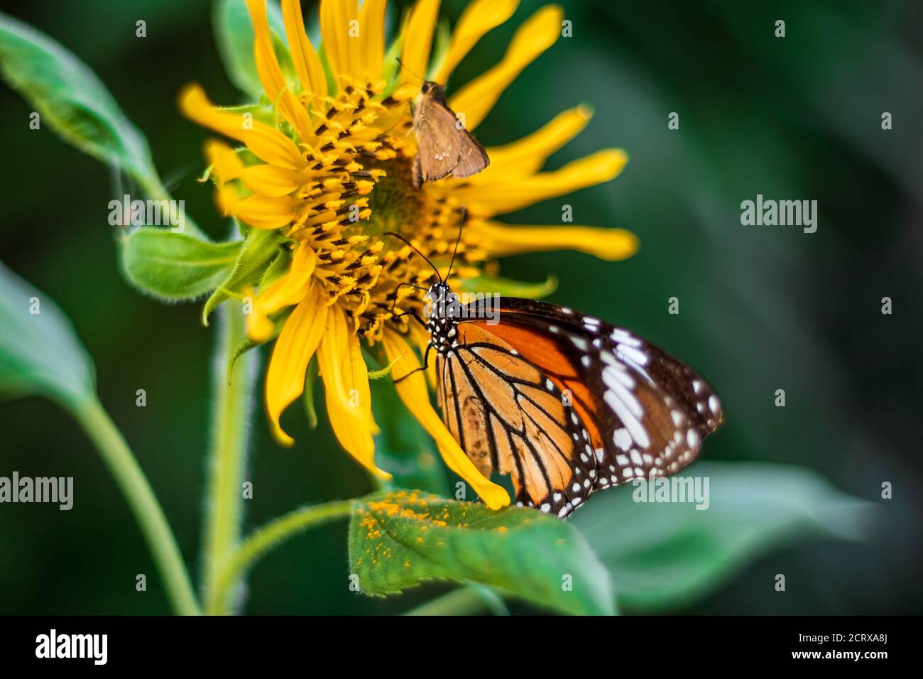 Beautiful Butterfly Common Tiger (Danaus Genutia) working on a bright ...